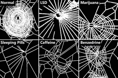 Drug Toxicity And Spiders My Blog