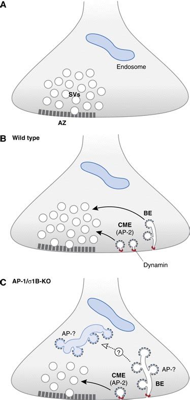 Hypothetical Model For The Role Of Different Clathrinap Complexes In