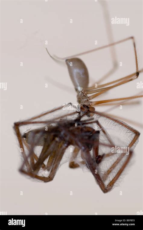 Daddy Long Legs Spider Pholcus Phalangioides Feeding On House Spider