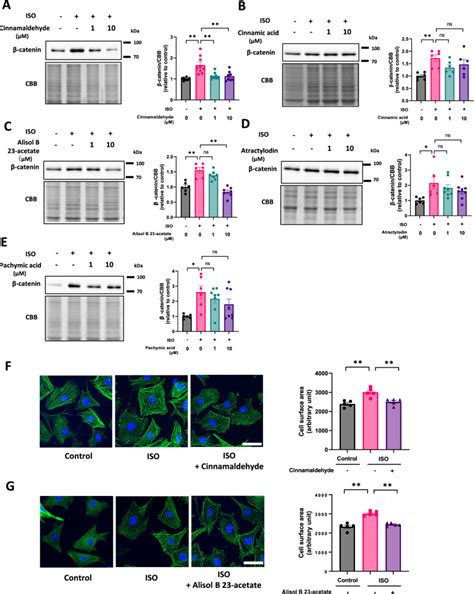 Goreisan Attenuates Cardiac Hypertrophy And Diastolic Dysfunction In