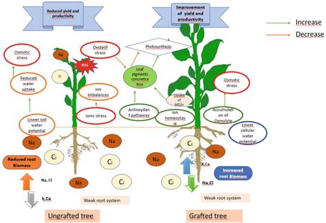 Perspective Chapter Rootstock Scion Interaction Effect On Improving Salt Tolerance In Fruit
