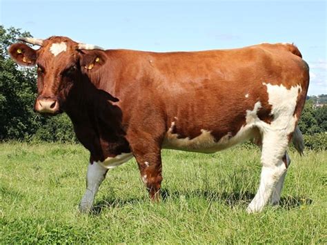 15 Famous Largest Cattle Breeds Tail And Fur