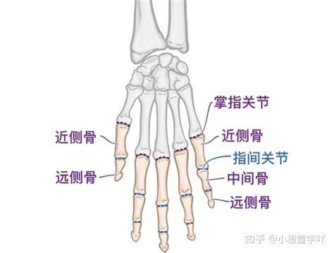 一文讲透腕关节和手关节解剖 知乎