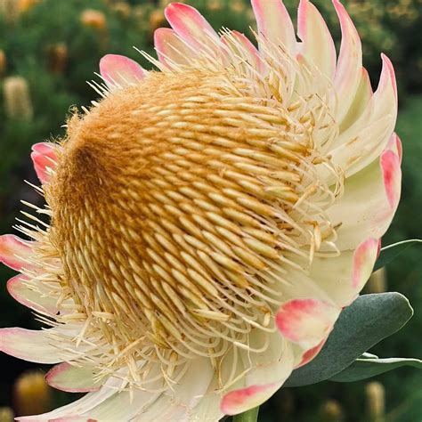 Proteaflora Ecolife Plants