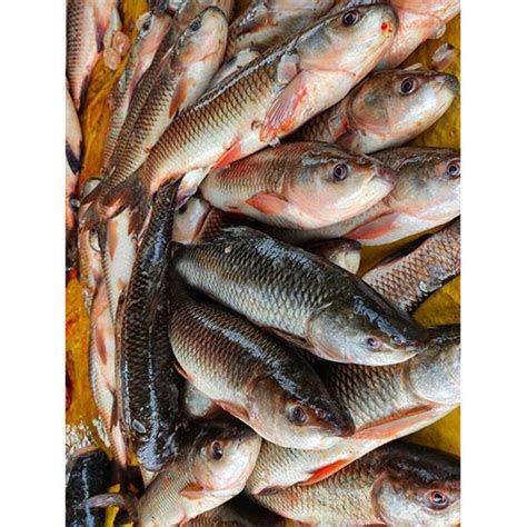Rohu Fish At 10000 Inr At Best Price In Srikakulam Andhra Pradesh