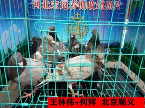 王林伟何辉 Zimgs