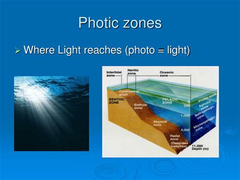 Ppt Biomes Powerpoint Presentation Free Download Id6845357