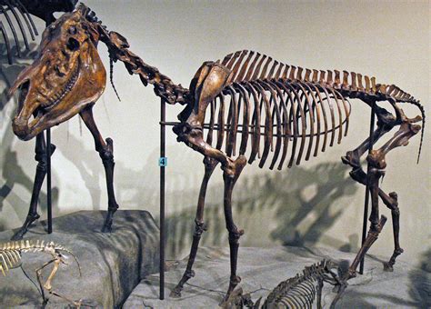 Equus Fossil