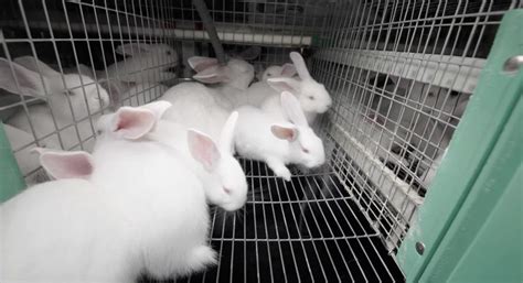 L214 Porte Plainte Contre Lélevage De Lapins Du Numéro 1 De La Filière