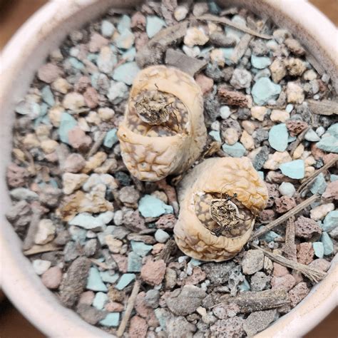 My More Grown Up Ones Rlithops