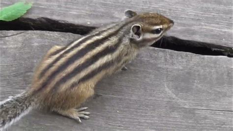 Чип и Дейл Домашний дяди Толин бурундук Youtube