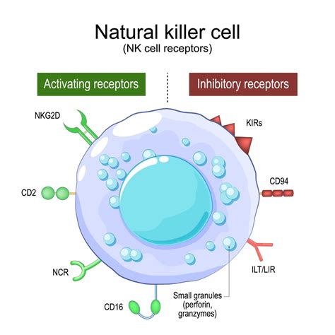The Breakthrough In Regenerative Medicine Known As Japanese Nk Cell
