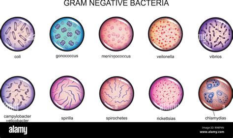 Examples Of Non Pathogenic Bacteria