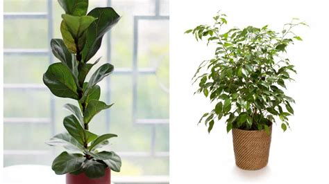 Fiddle Leaf Fig Vs Ficus
