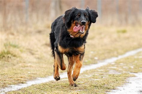 Hovawart Dog Breed Pictures Characteristics And Facts