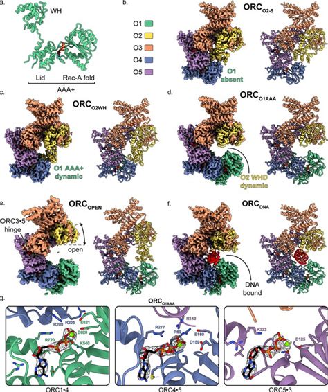 Figures And Data In The Dynamic Nature Of The Human Origin Recognition