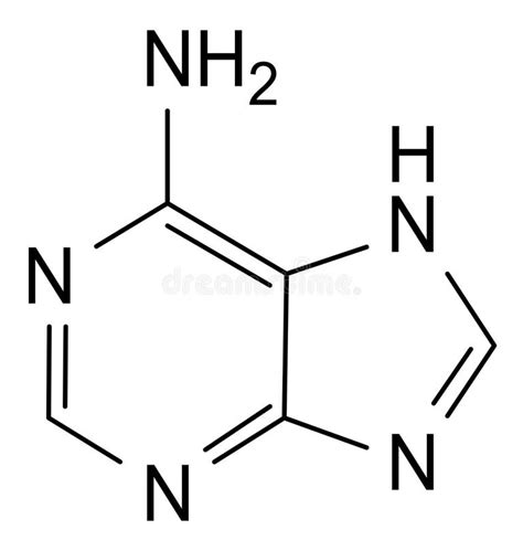 Adenine Structure Stock Illustrations 1651 Adenine Structure Stock