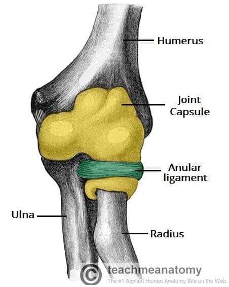 The Radioulnar Joints Teachmeanatomy