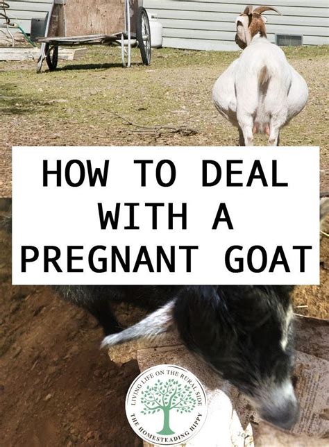 Pregnant Goat Care Guide Breeding Signs And Labor Goat Pregnancy Signs Signs Your Goat Is