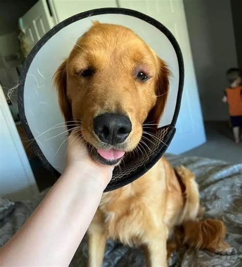 Abscesses In Dogs Causes Symptoms Treatment And Prevention
