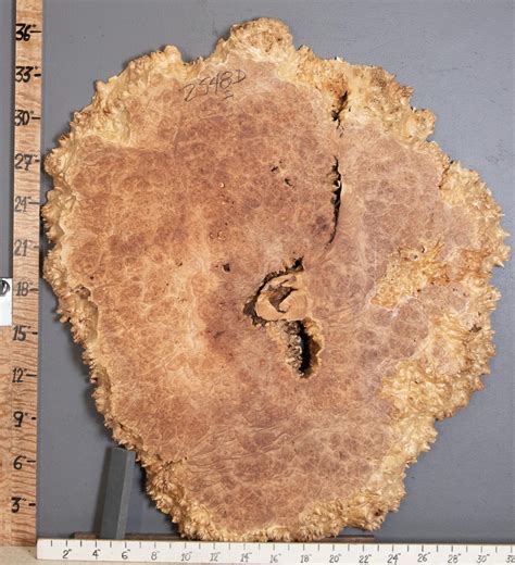 5a Burl Maple Nwt 2548d