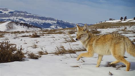 Lobo Vermelho Vs Coywolf Coywolf Wolf Or Coyote Ranimalid