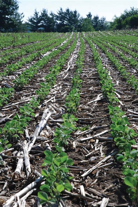 Understanding Falling Numbers In Wheat Grainews