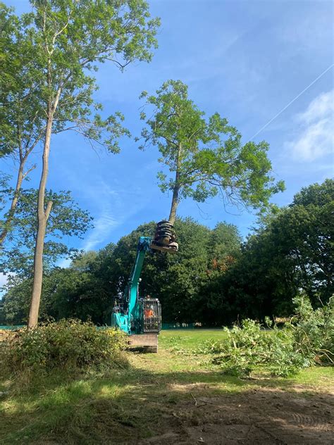 Ash Dieback Managment Sayers Tree Services Ltd