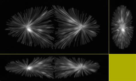 3d Deconvolution Microscopy