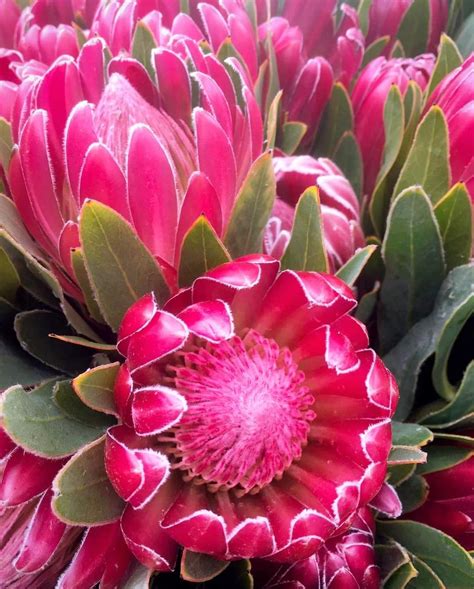 Pin By Rocio León Muñoz On Las Proteas Son Muy Decorativas R L