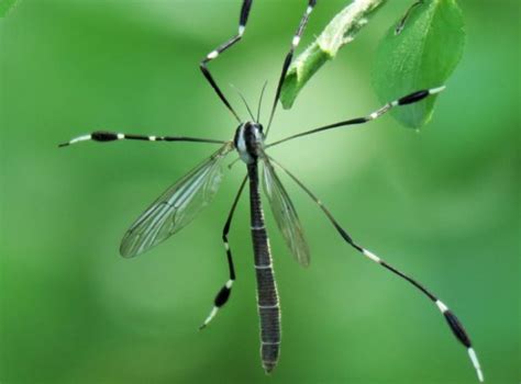 23 Bugs That Look Like Giant Mosquitoes With Pictures