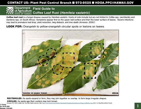 Coffee Leaf Rust Welcome Coffee Growers