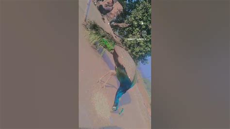 Mor Ki Vedio Birds Ki Vedio Youtube