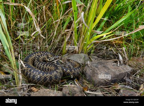 Adder Common Viper Common European Viper Common Viper Vipera Berus Male Adder Lies On The