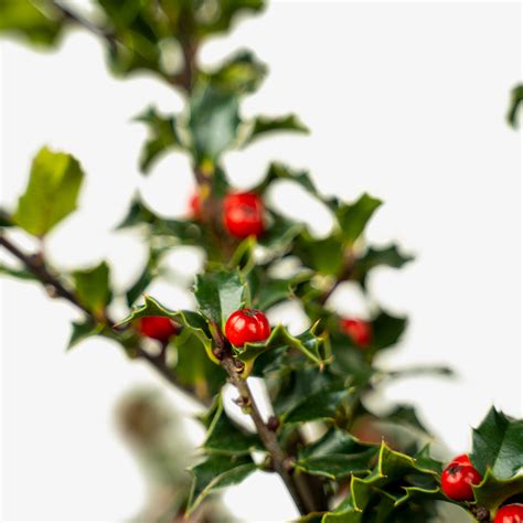 Red Beauty Holly For Sale Online The Tree Center