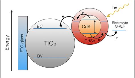 Table 1 From Biological Synthesis Of Cds Cdse Core Shell Nanoparticles And Its Application In