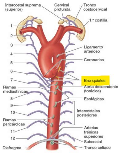 Fisiología Circulación Pulmonar Quizlet