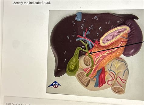 Solved Identify The Indicated Duct