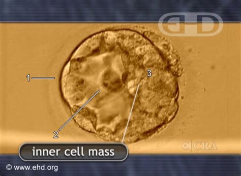Blastocyst With Inner Cell Mass