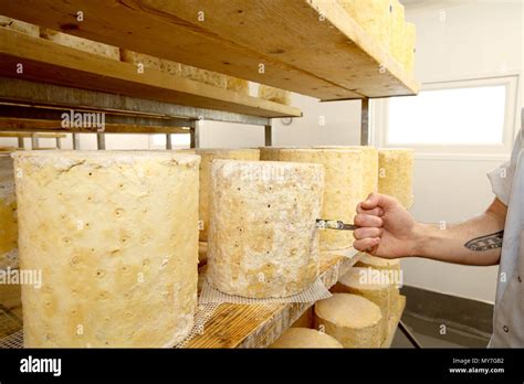 Cheese Maker Inspecting Stilton Cheese Wheel By Using A Corer To Check Blue Mould Forming Inside