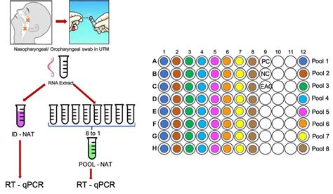 scheme for pooling the samples on a 96 well plate download scientific