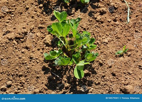 Peanut Cultivation Stock Image Image Of Flowers Ground 94579301
