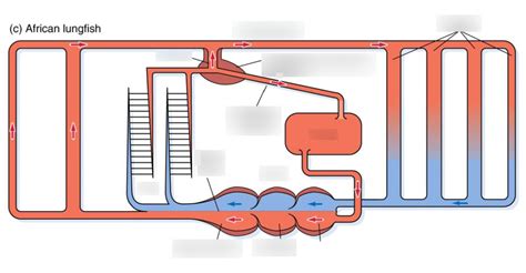 Diagram Of Lung Fish Circulation Quizlet