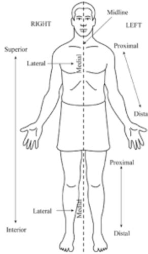 Anatomy And Phys Speech Exam 1 Flashcards Quizlet