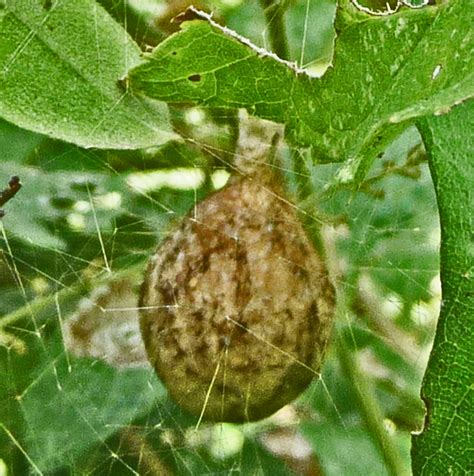Male And Female Yellow Garden Spiders In Texas Bugs In The News