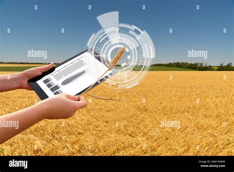 Farmer With Digital Tablet Holds An Ear Of Wheat Grain Ripeness