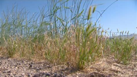 You Can Grow It Cheatgrass Can Be A Health Risk For Dogs