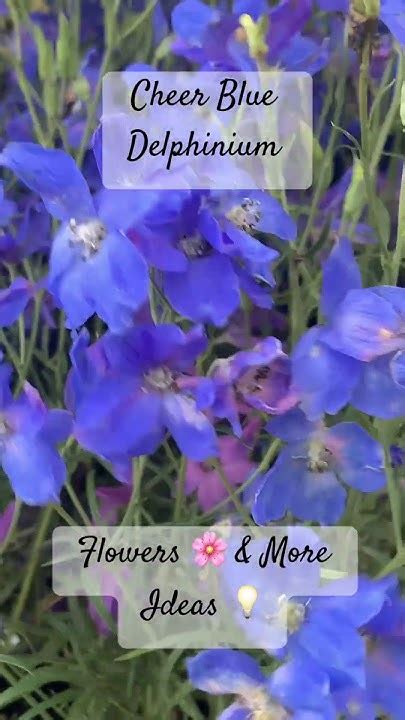Cheer Blue Delphinium Poisonous Flowers 🌸 And More Ideas 💡 Youtube Cheer Blue Delphinium Poisonous Flowers 🌸 And More Ideas 💡 Youtube