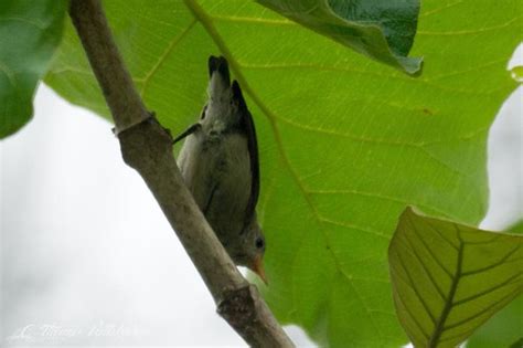 Nature Magnified Tickells Flowerpecker