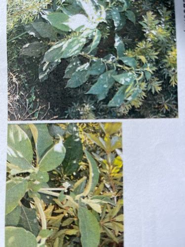 Weed Identification Flashcards Quizlet